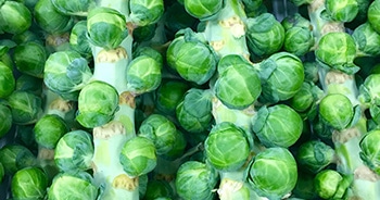 Seasonal Food Guide